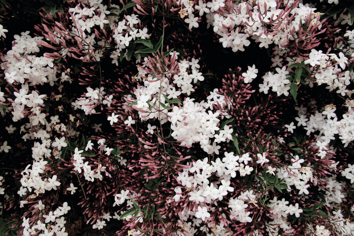 FLOWER POWER | Calmer Chai